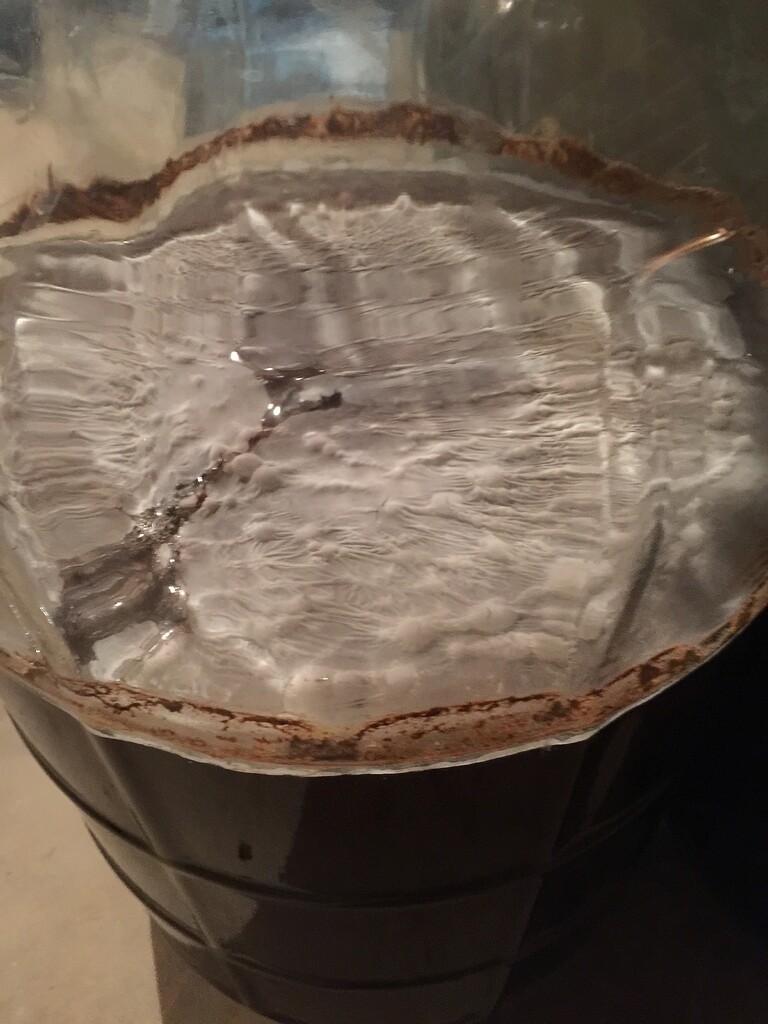 I have 5 gallons of infected beer, give some advice! - Northern Brewer ...